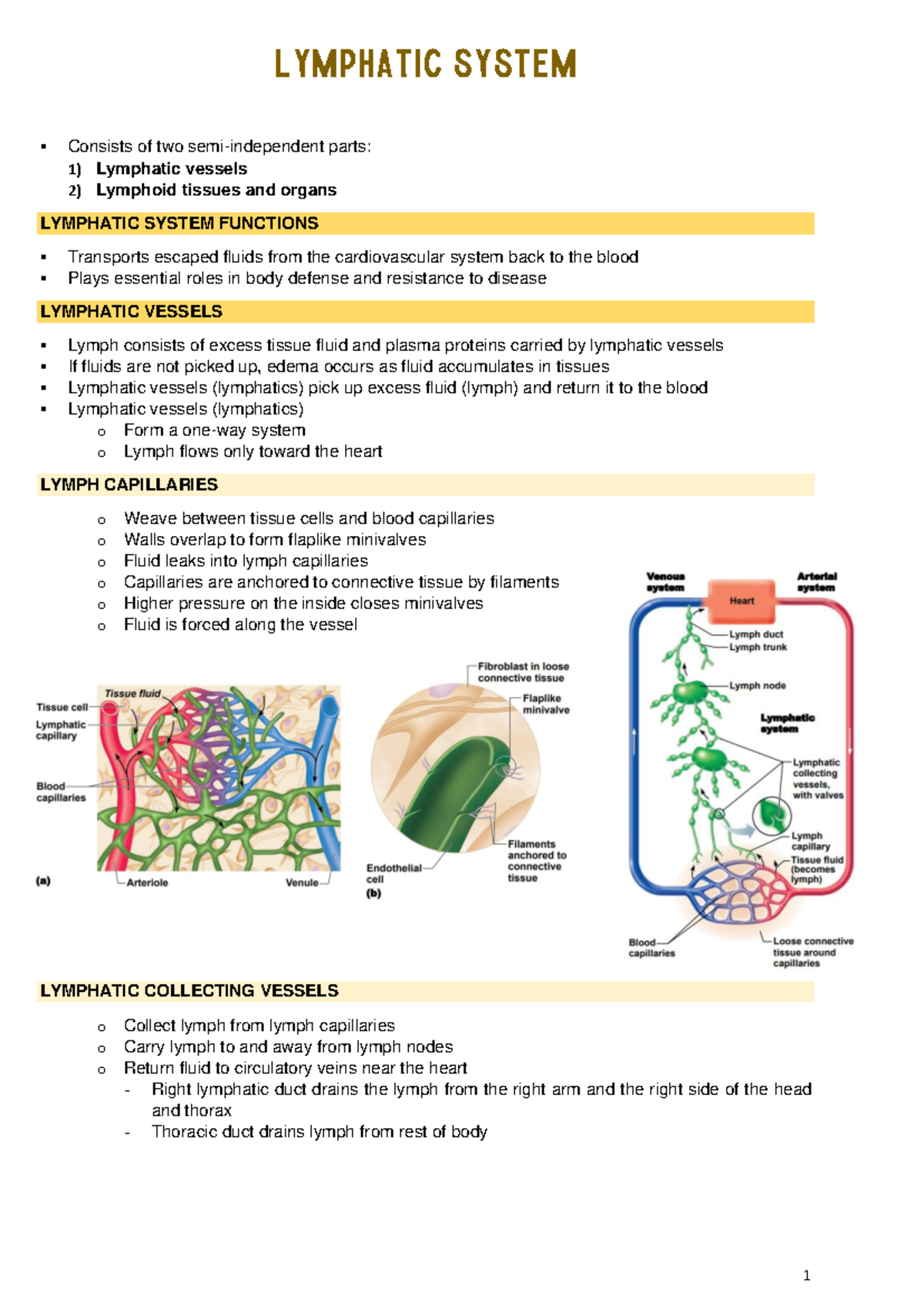 Lymphatic System Overview and Functions - Bio 101 Lecture Notes - Studocu