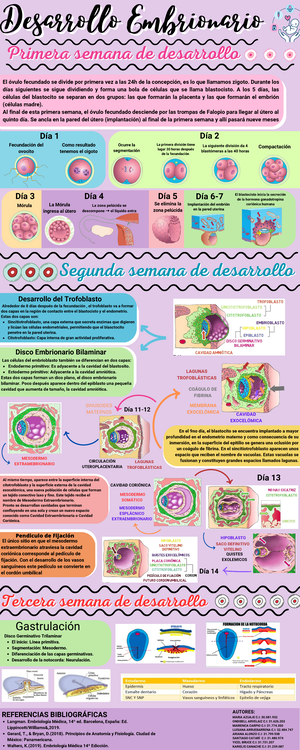 Tejido Muscular: Estructura y Función de Miocitos y Contracción - Studocu