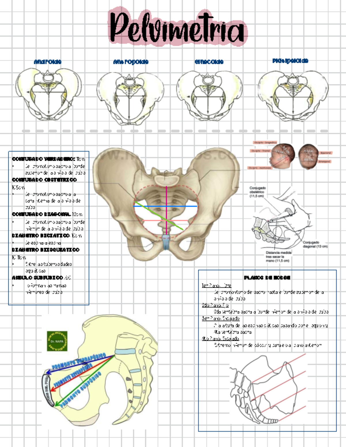 Pelvimetria Elisa - Resumen Biologia molecular - Androide Antropoide ...
