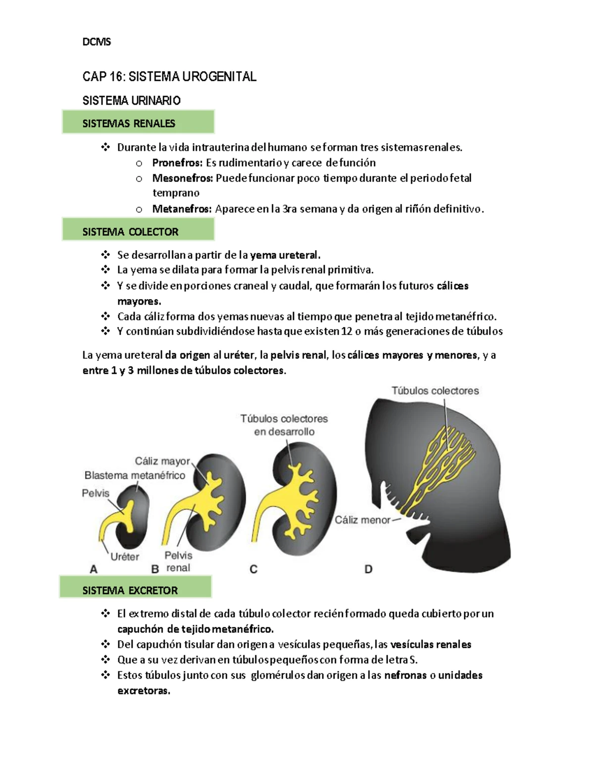 Resumen del Capítulo 20: Ojo en Langman - Embriología Médica - Studocu