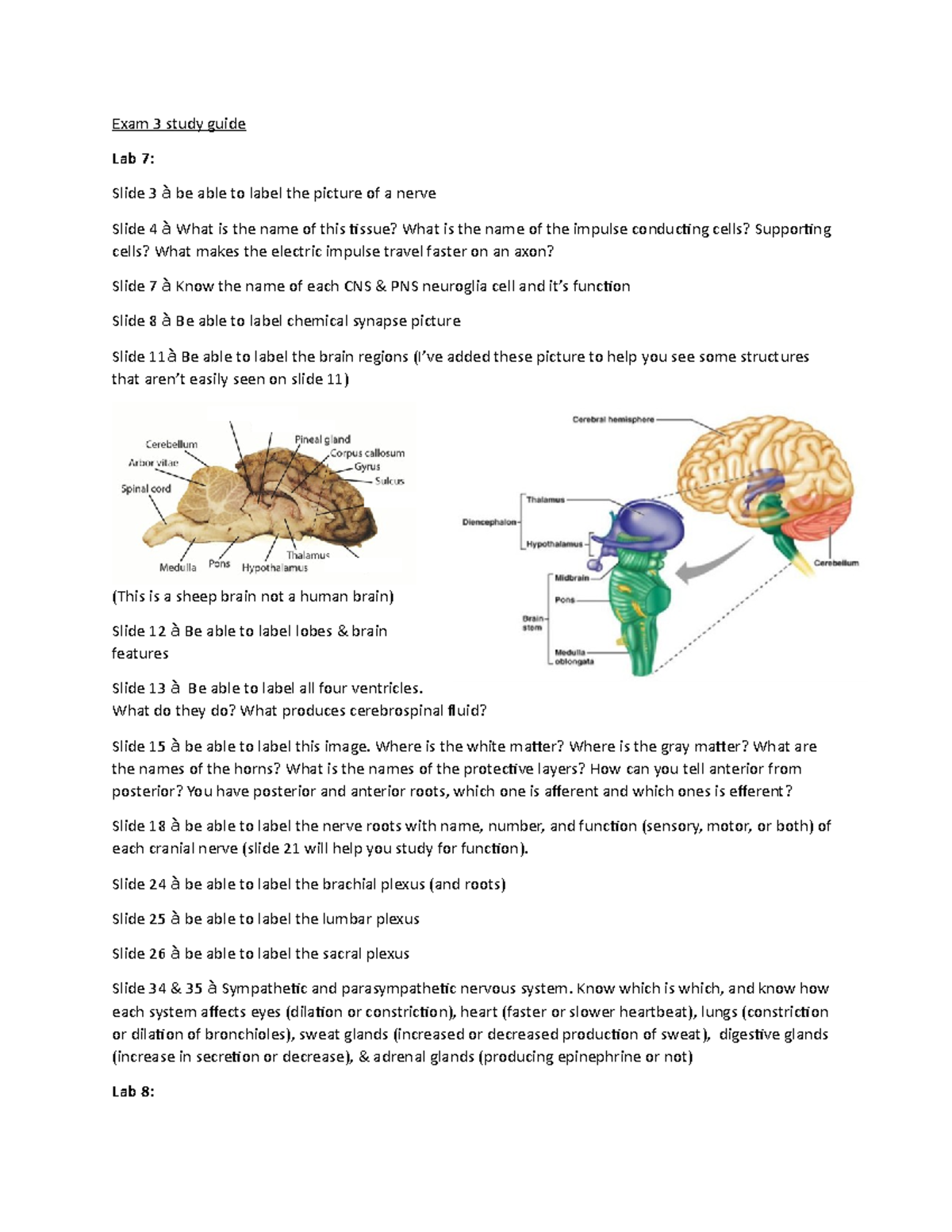 BSC 216 Lab 3 Study Guide: Nervous System Labeling & Functions - Studocu