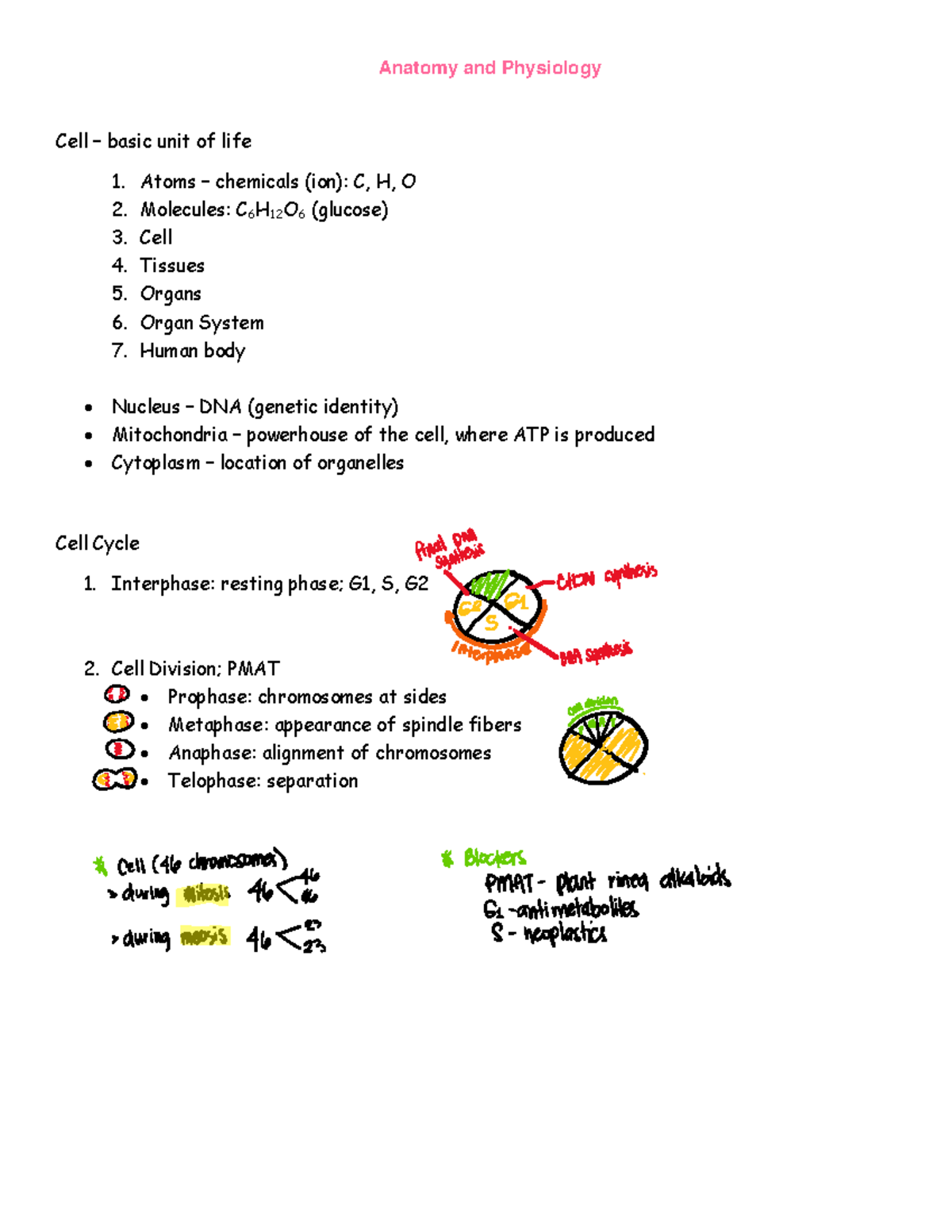 Anatomy and Physiology Overview: Cell to Organ Systems Study Guide ...