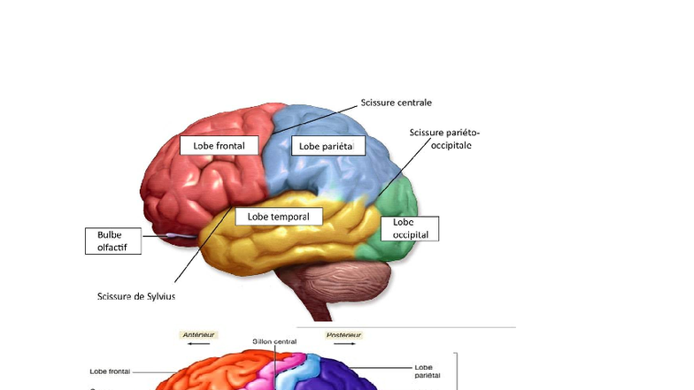 Neuro - Scissure centrale Scissure Lobe frontal Lobe pariétal ...