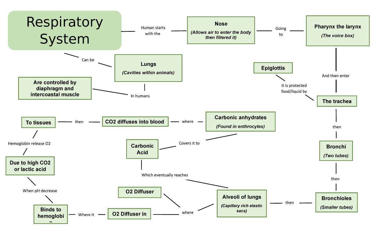 Respiratory System Concept Map