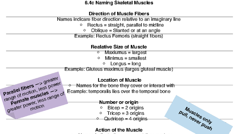 Muscle Anatomy: Naming & Arrangement (Course Code: BIOL 101) - Studocu
