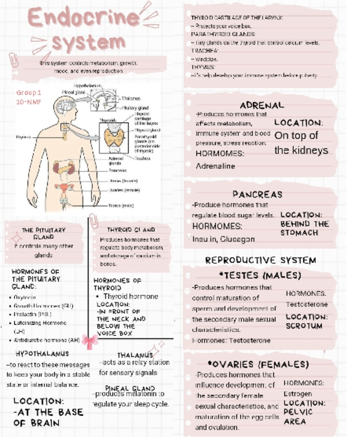 Endocrine System Handouts - Group 1 (Course Code: 10-NMF) - Studocu