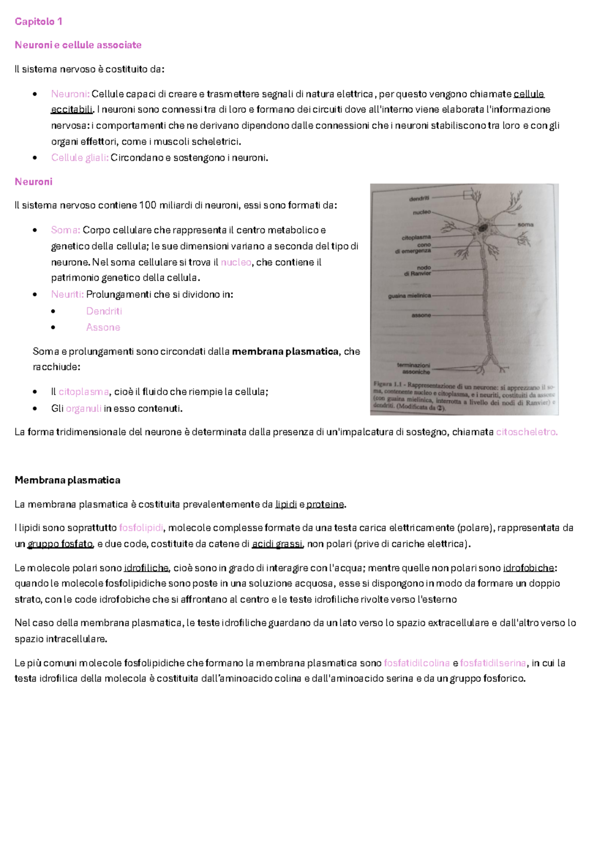 Capitolo 1: Neuroni e Cellule del Sistema Nervoso - Psicologia ...