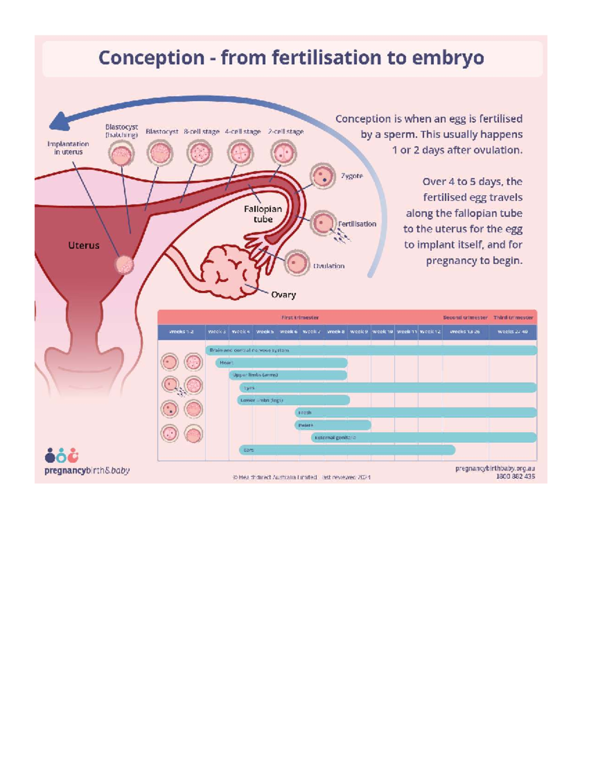 Week 8 Quiz 3 AP 256 - Final Exam Study Notes - Studocu