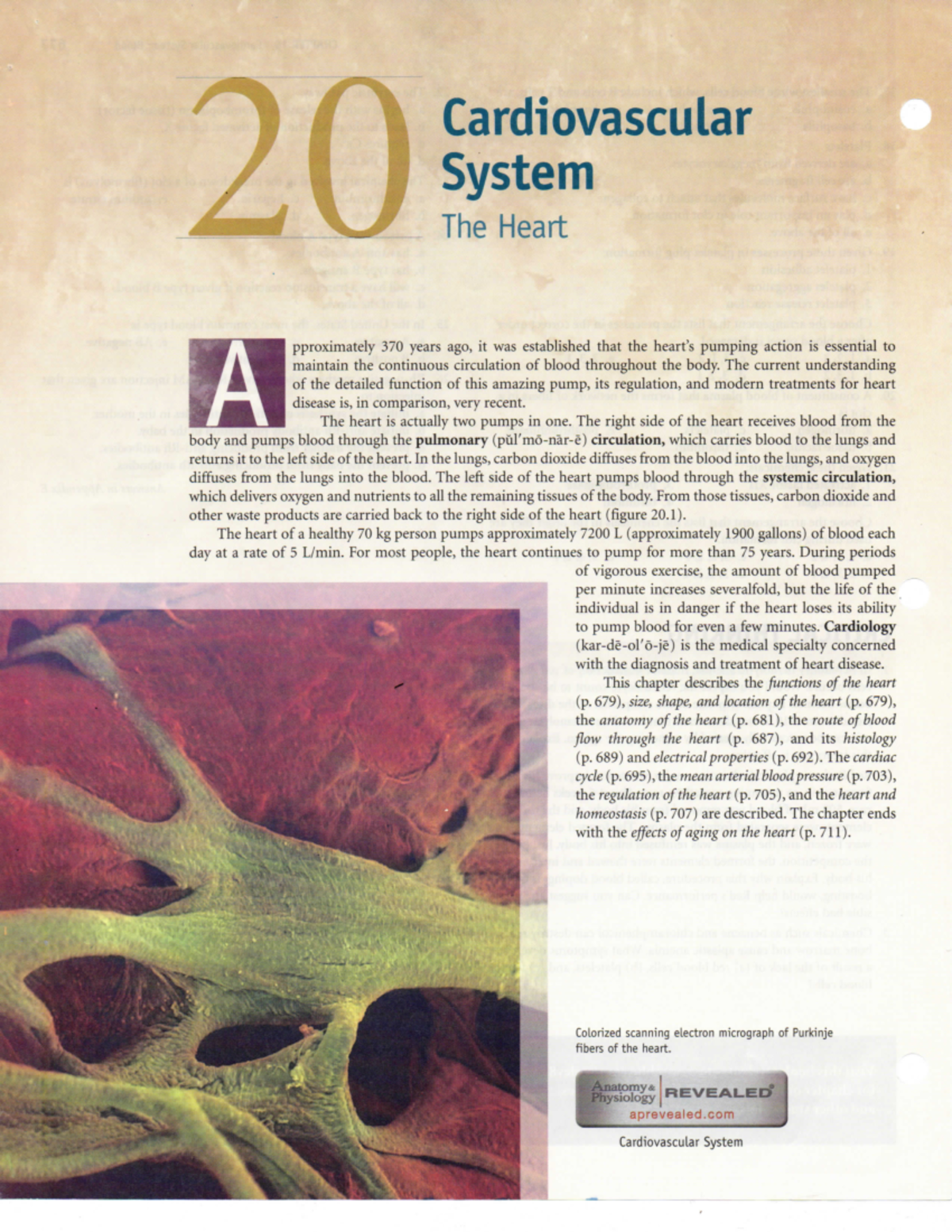 C 20 Textbook Chapter 20 Heart ALL Pages - 20 Cardiovascular System The ...