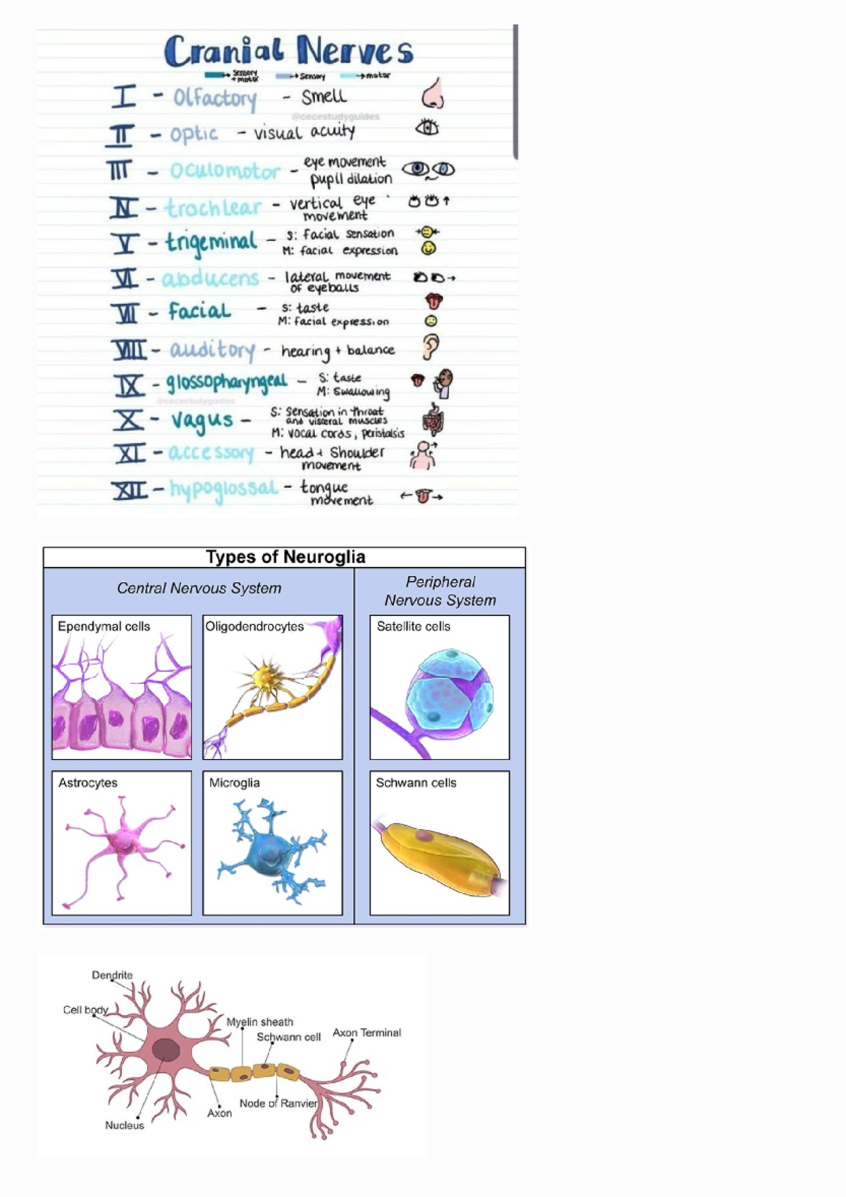 Diagrams for ST1 250322 084052 - Cranial Nerves sensory motor sensory ...