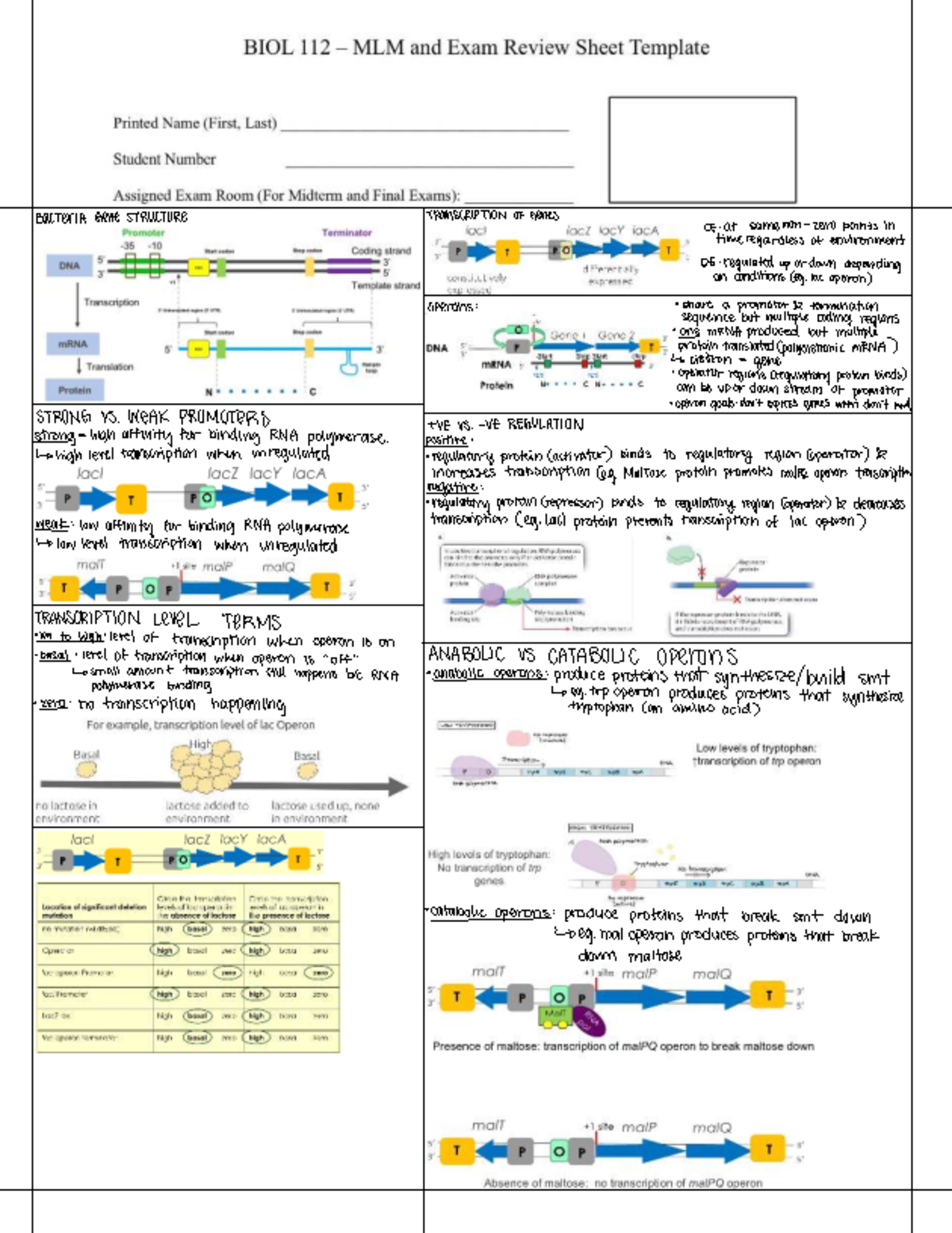 MLM 3 Cheat Sheets: Gene Regulation and Operon Function - Studocu