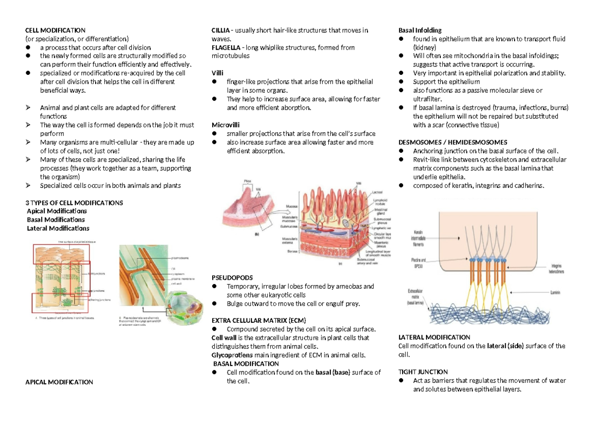 Cell Modification Overview: Specialization & Types Explained - Studocu