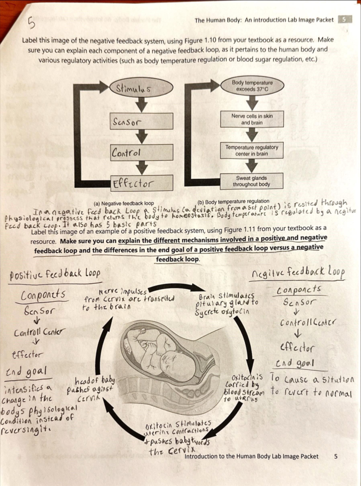 Human Body Lab Image Packet: Feedback Systems Explained - Studocu