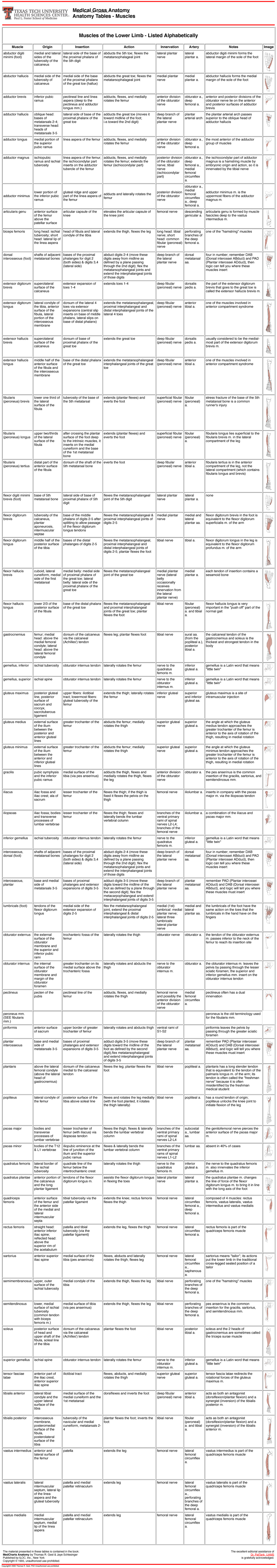 Anatomy Tables - Muscles of the Lower Limb - Medical Gross Anatomy ...