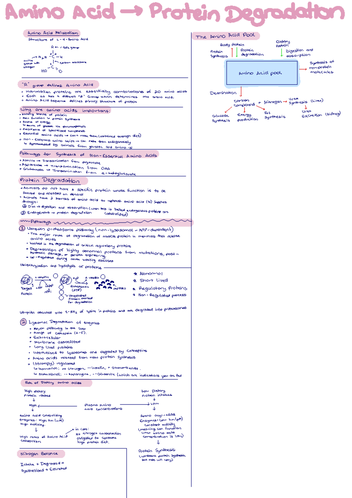 Biochem Notes: Amino Acid Metabolism & Protein Degradation - Studocu