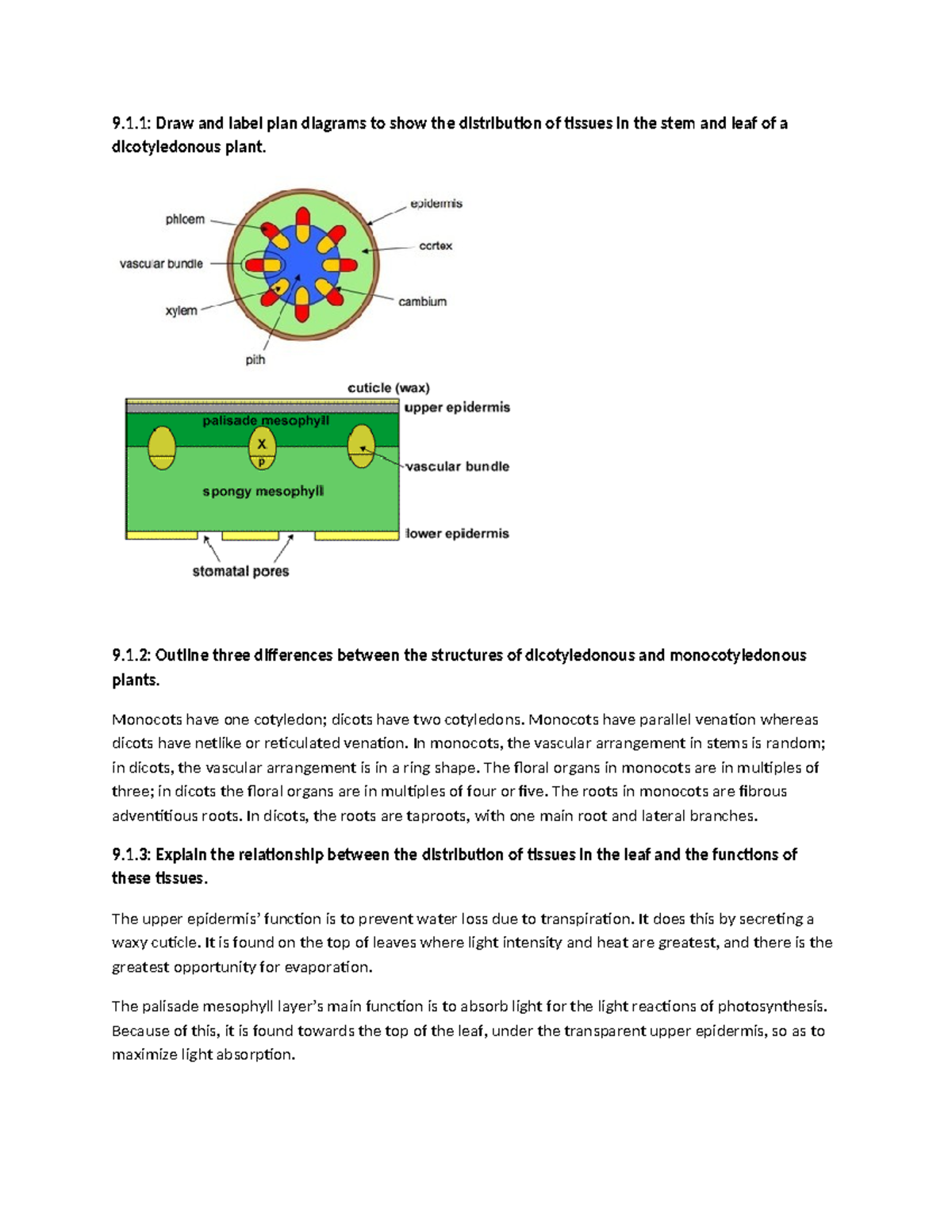 IB HL Biology Topic 9: Plant Structure & Function Notes 2016 - Studocu