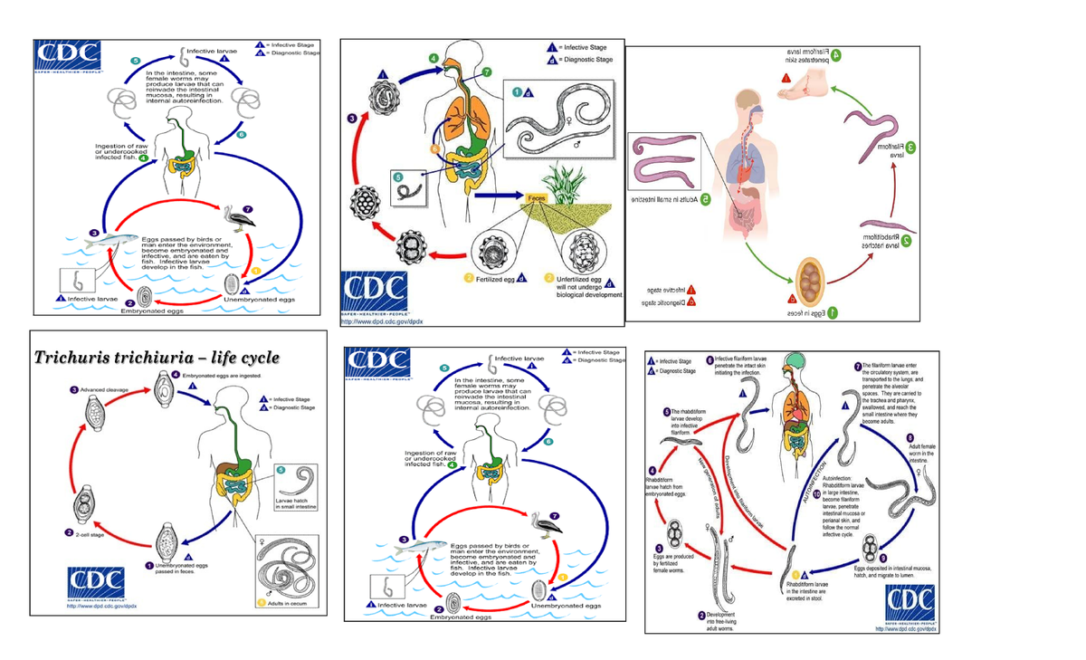 CDC Para-Life Cycle: Understanding Infective and Diagnostic Stages ...