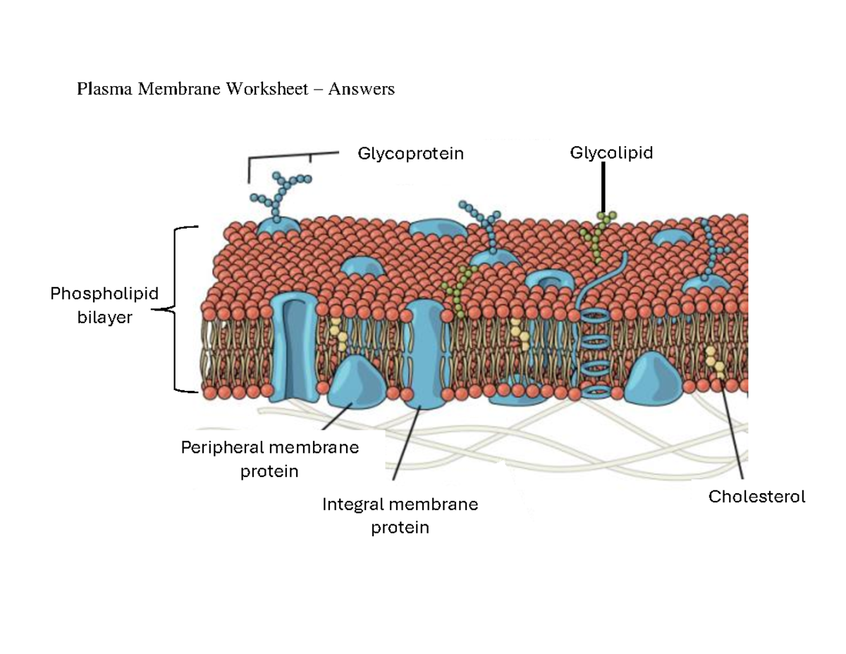 GB1 Worksheets - Plasma Membrane & Cell Structure Answers - Studocu