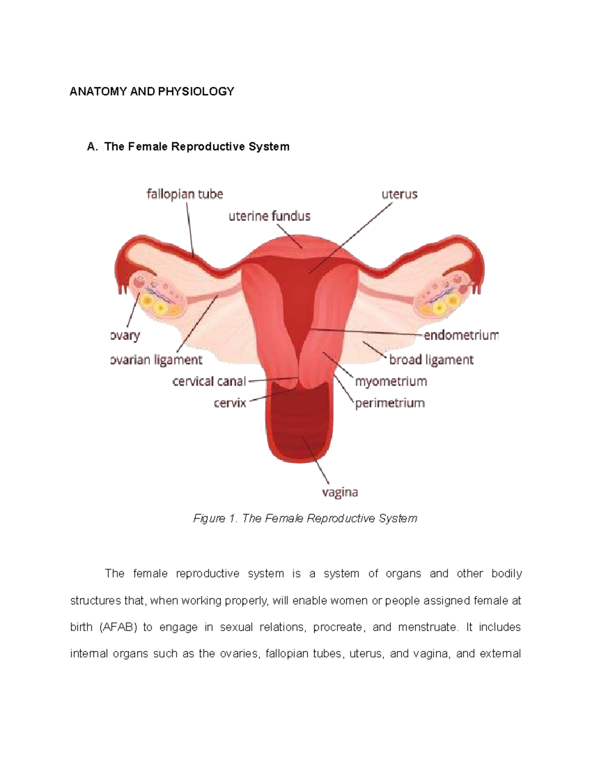 ANATOMY & PHYSIOLOGY A: The Female Reproductive System Overview - Studocu