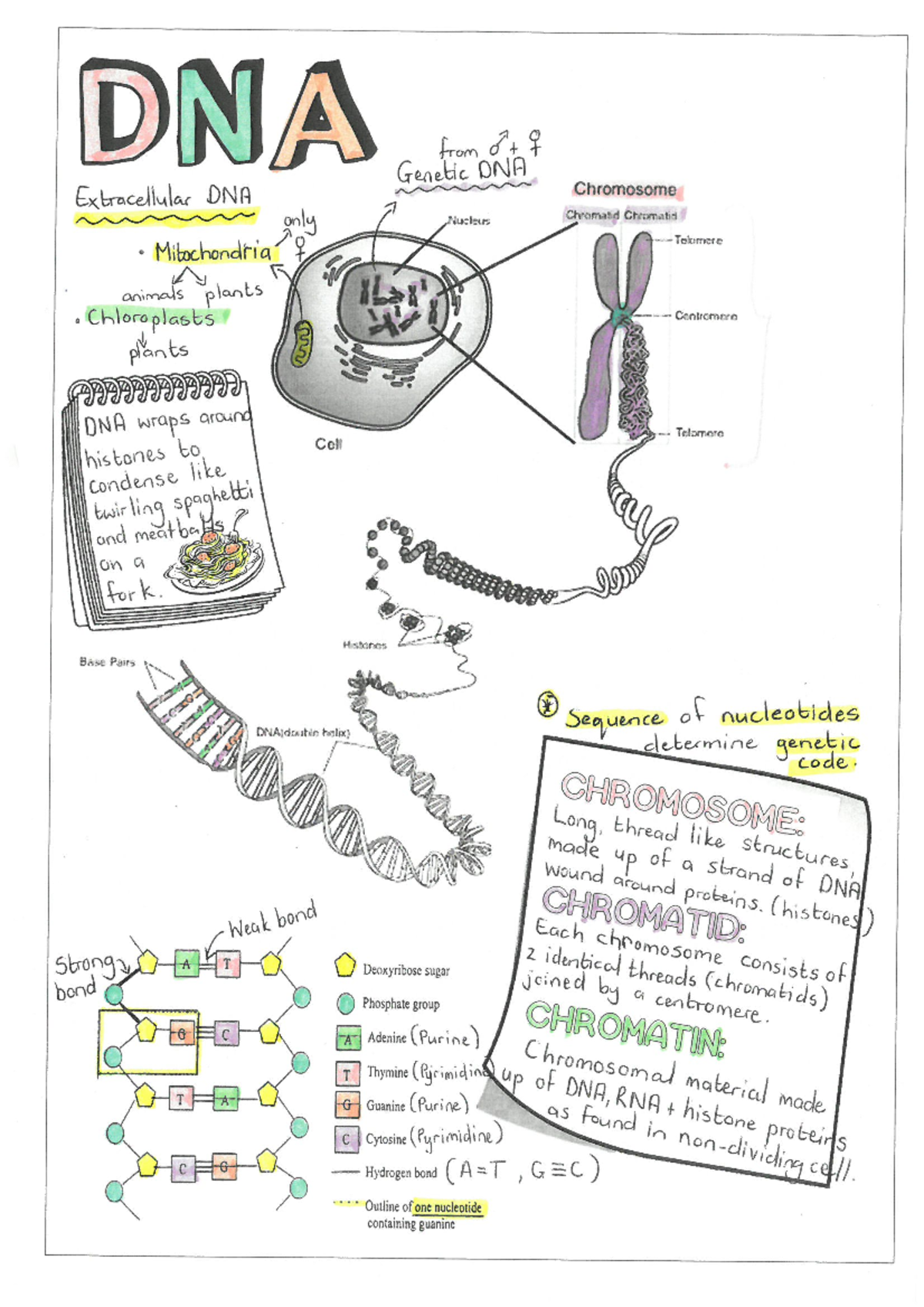 DNA and Protein Synthesis Outline (MG) - Studocu