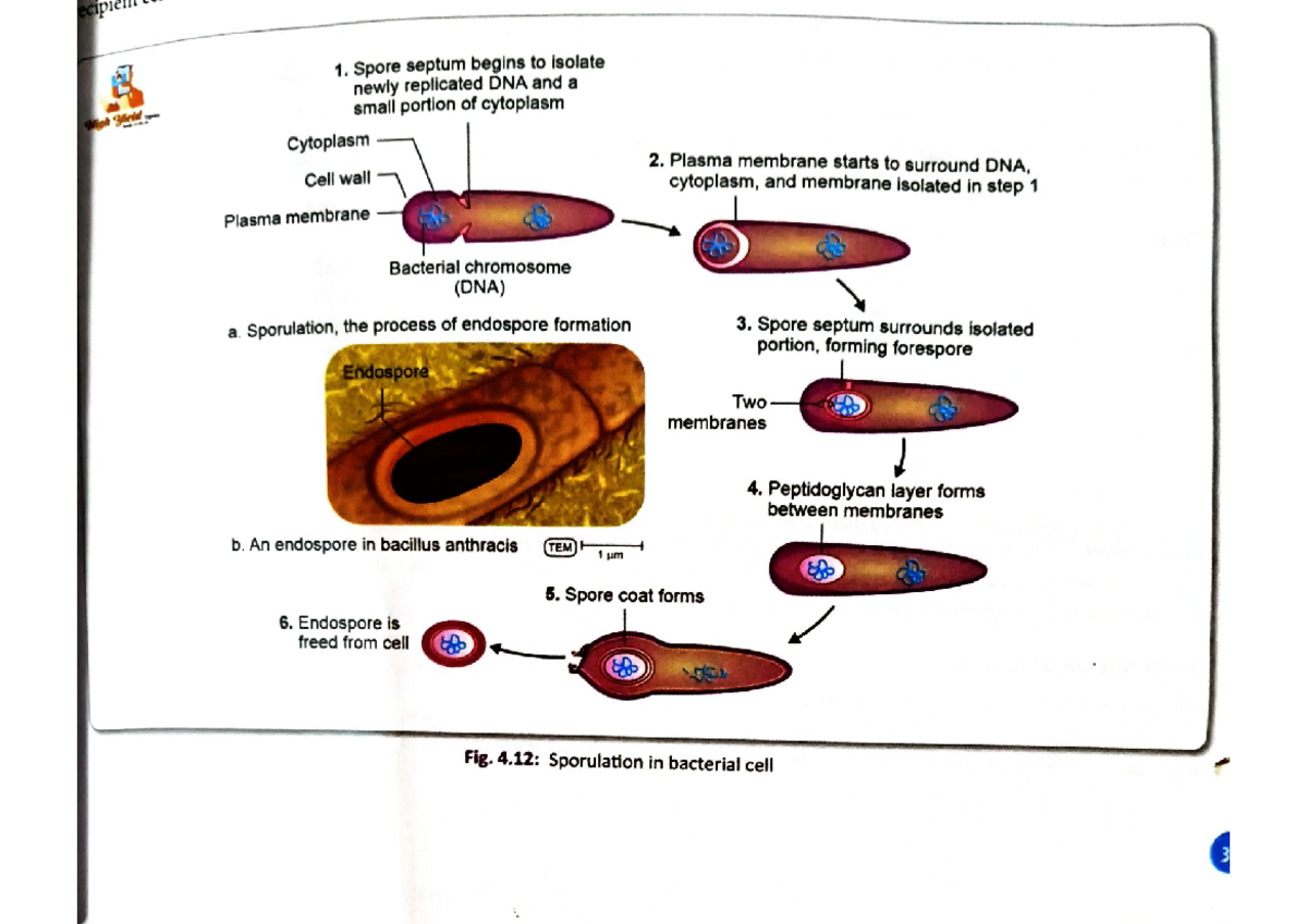 Bacterial Spore Formation Process - Microbiology Study Notes - Studocu