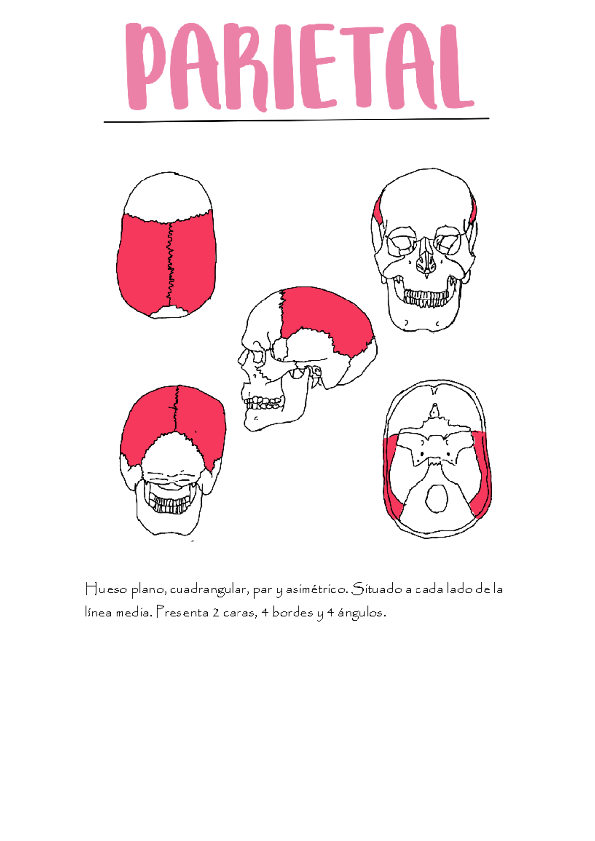Parietal ANATOMIA 1 2019 - Hueso plano, cuadrangular, par y asimétrico ...