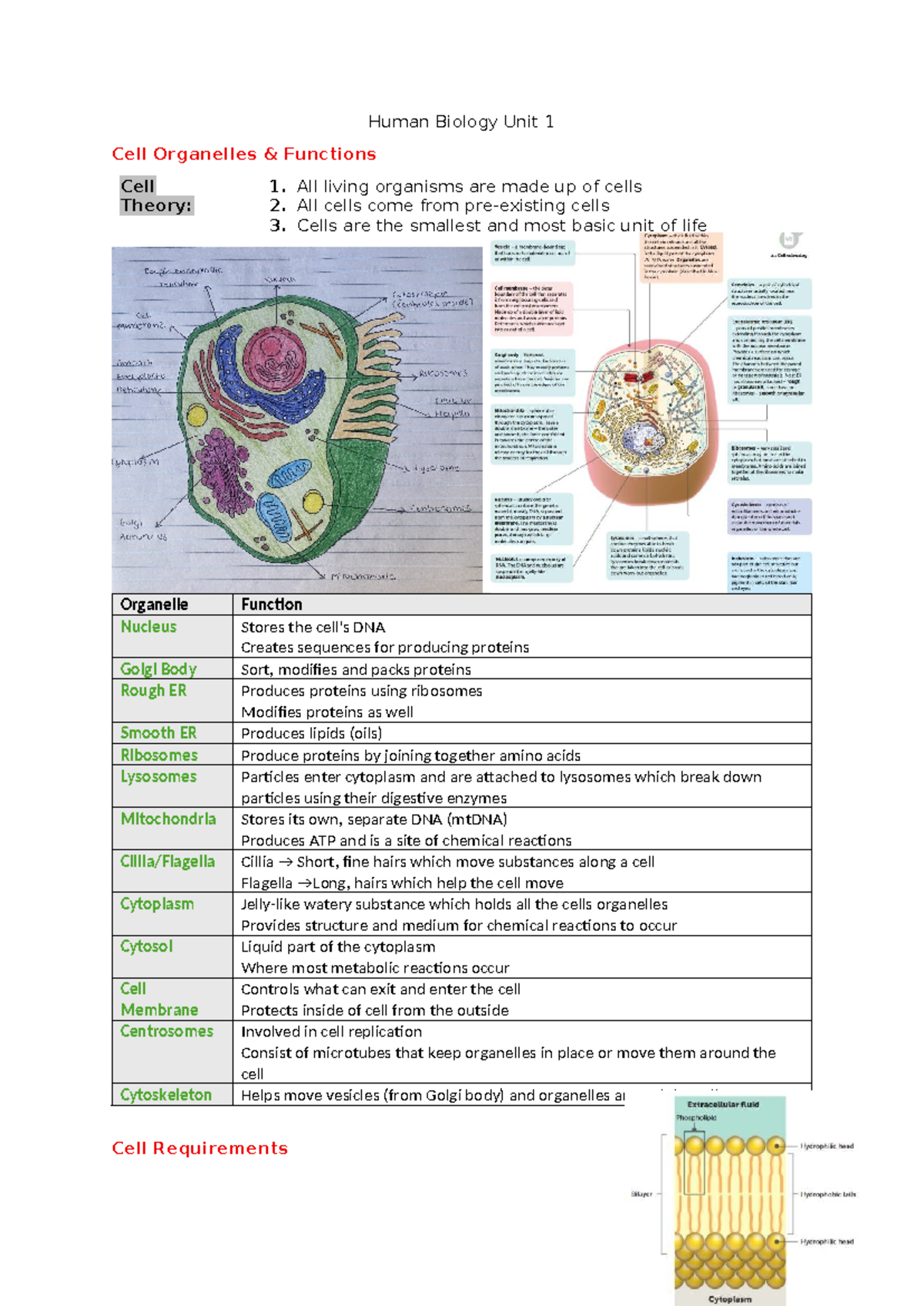 Human Biology Unit 1 - Comprehensive Study Notes for ATAR Course - Studocu