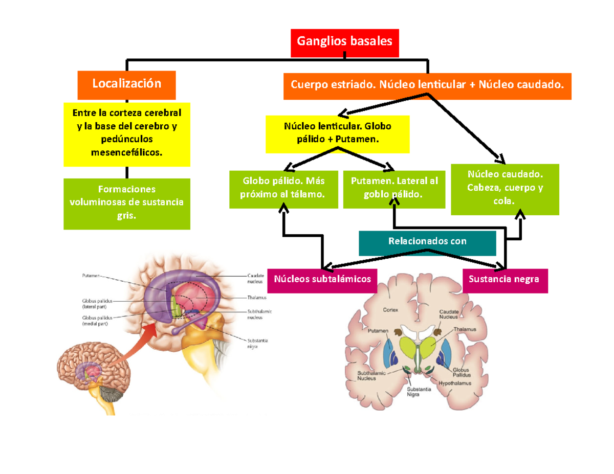 Anatomía De Los Núcleos Basales Ganglios Basales: Anatomía,