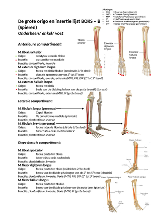 4 Anatomie van de schouder mijn-bsl - 4 Anatomie van de schouder ...