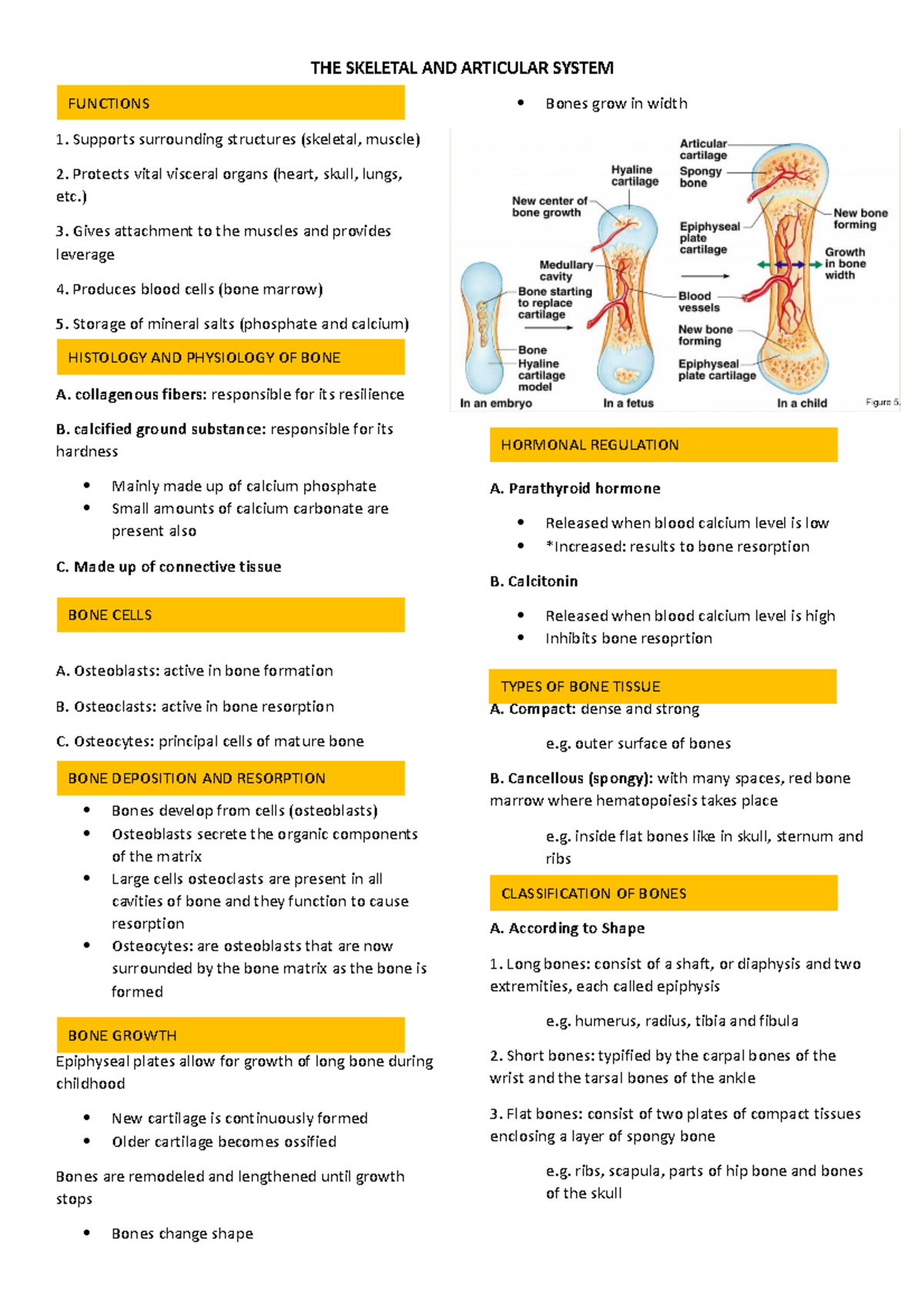 Skeletal & Articular System Overview: Key Functions & Structure - Studocu