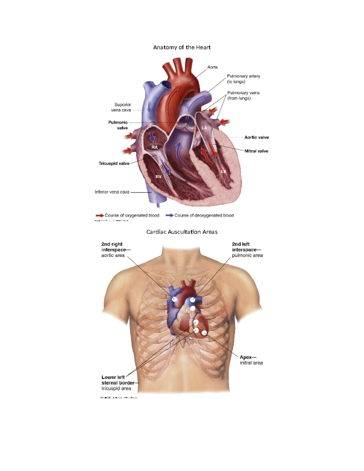 CV system notes - NURS 6620 - Anatomy of the Heart Cardiac Auscultation ...