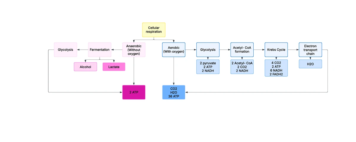 Chapter 7 - Concept map - BIO 189 - DNA Structure Double helix 4 ...