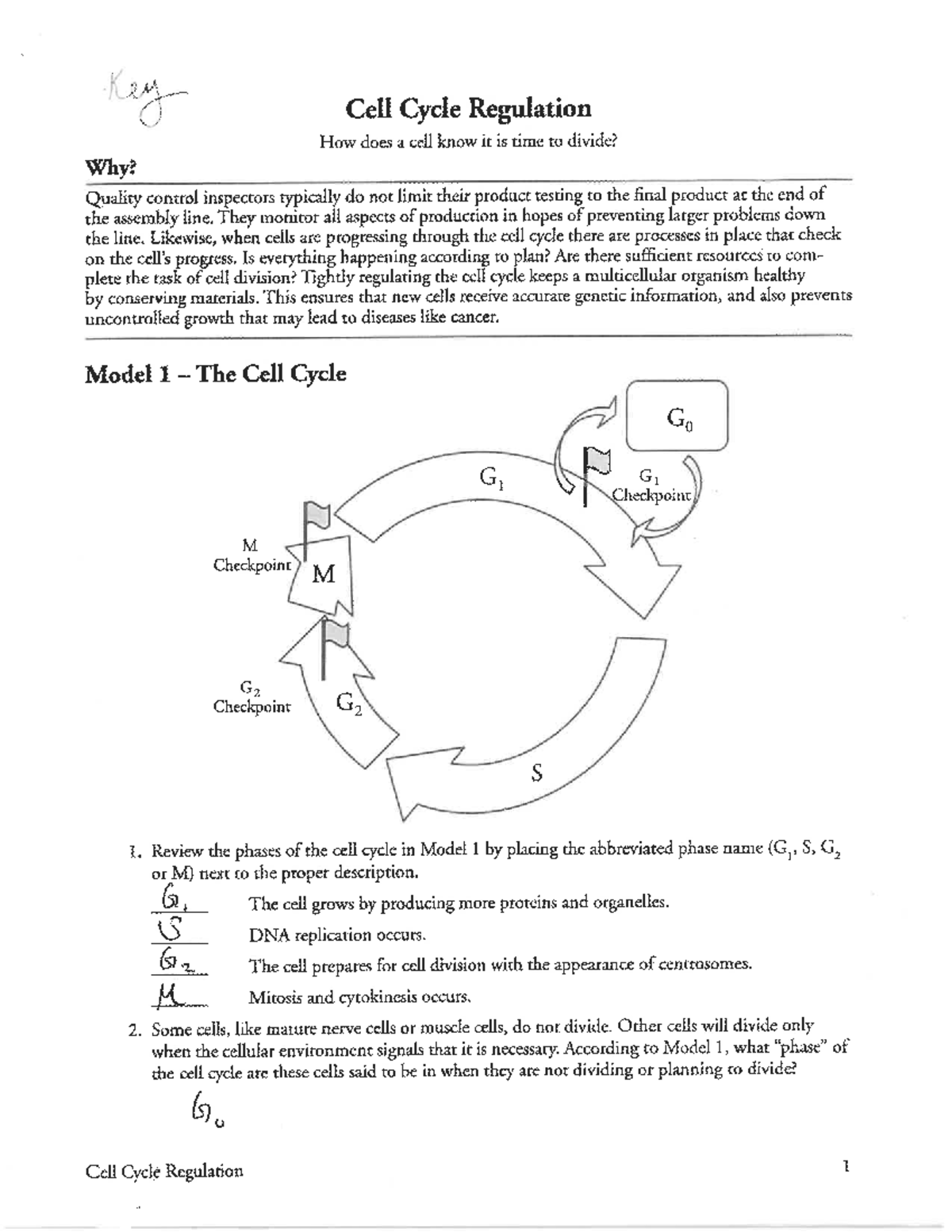 Cell Cycle Regulation POGIL Key - Biology 2024 - Studocu