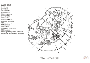 Chapter 21 review sheet Human Anatomy and Physiology - Page 339 ...