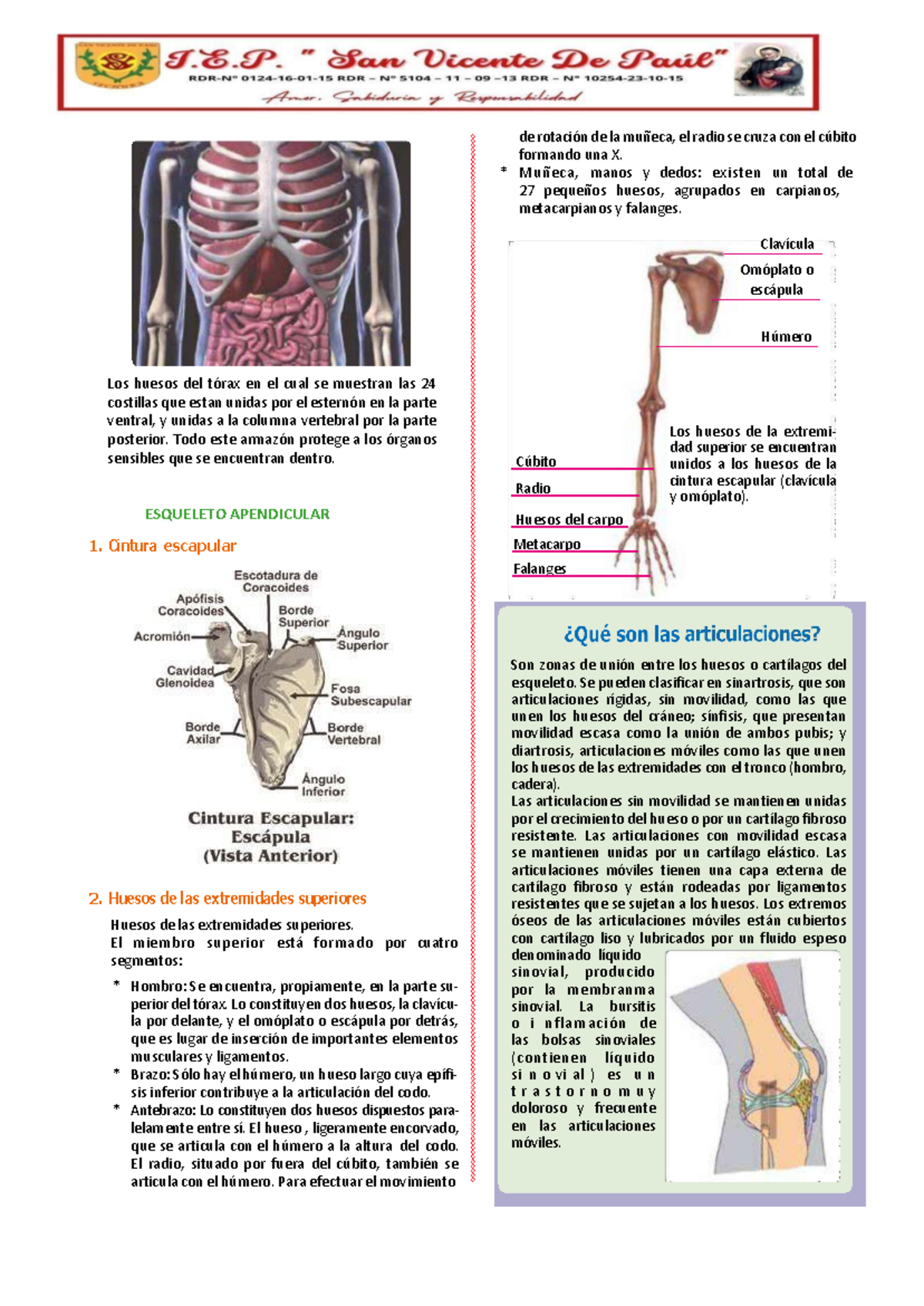Sistema Óseo y Muscular - 5to SVP: Anatomía y Funciones - Studocu