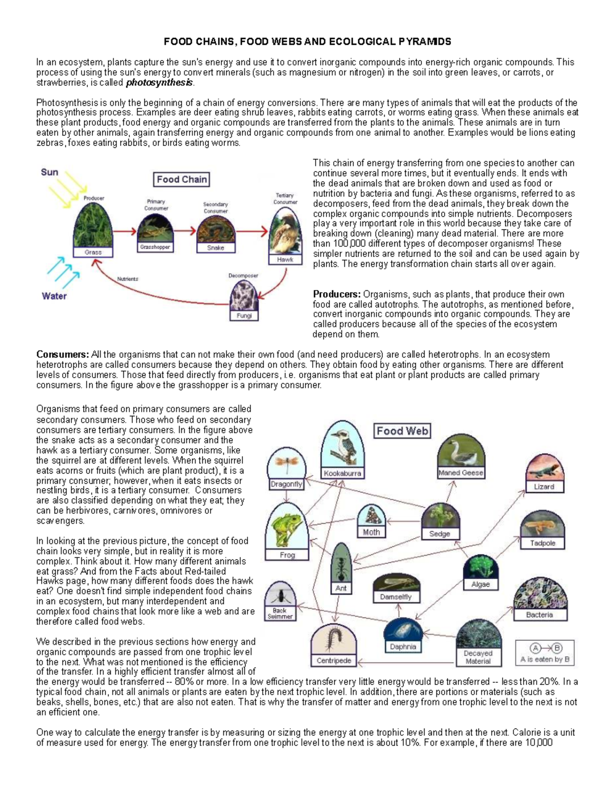 Annotated Worksheet on Food Chains, Webs, and Ecological Pyramids - Studocu