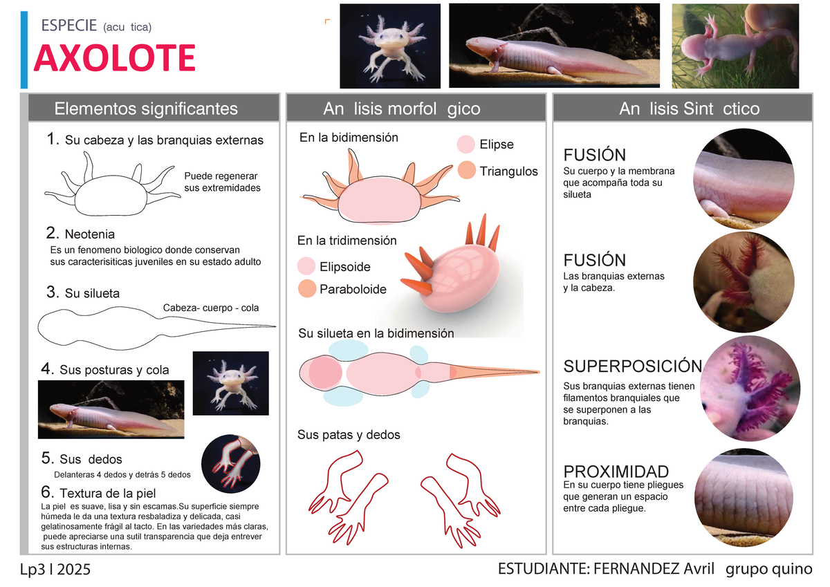 ESPECIE ACUÁTICA: Análisis Morfológico del Axolote (Lp3 I 2025) - Studocu