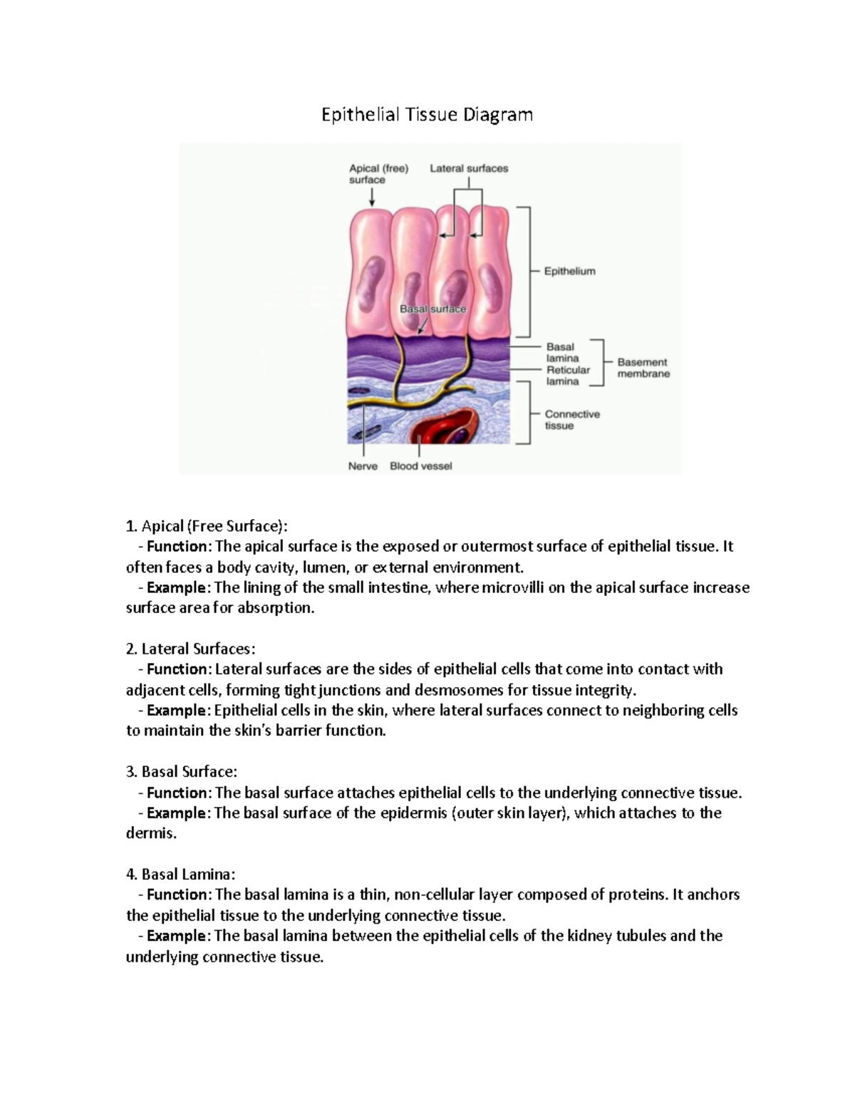 Epithelial Tissue Functions and Examples - Detailed Diagram - Studocu