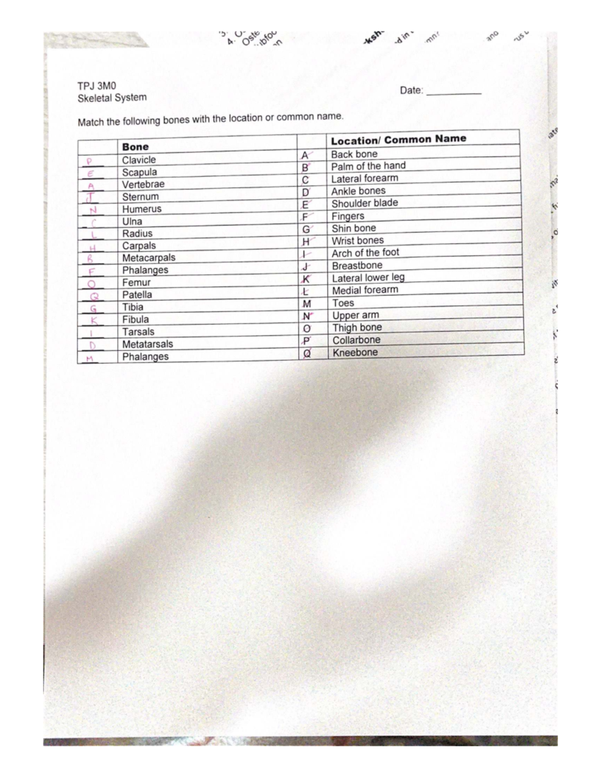 Skeletal System Mix & Match Worksheet - USL TPJ 3M0 - Studocu