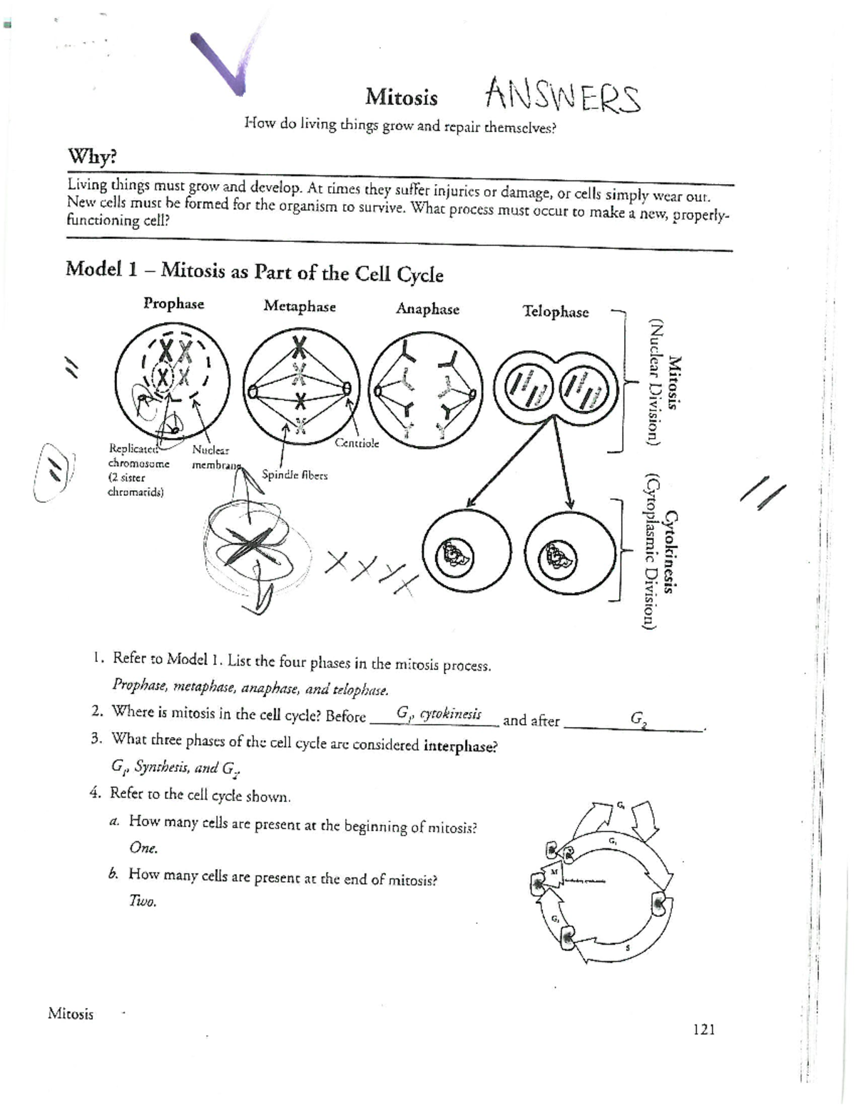 SKM 654E19022215410 - Mitosis Process Answer Key and Explanations - Studocu