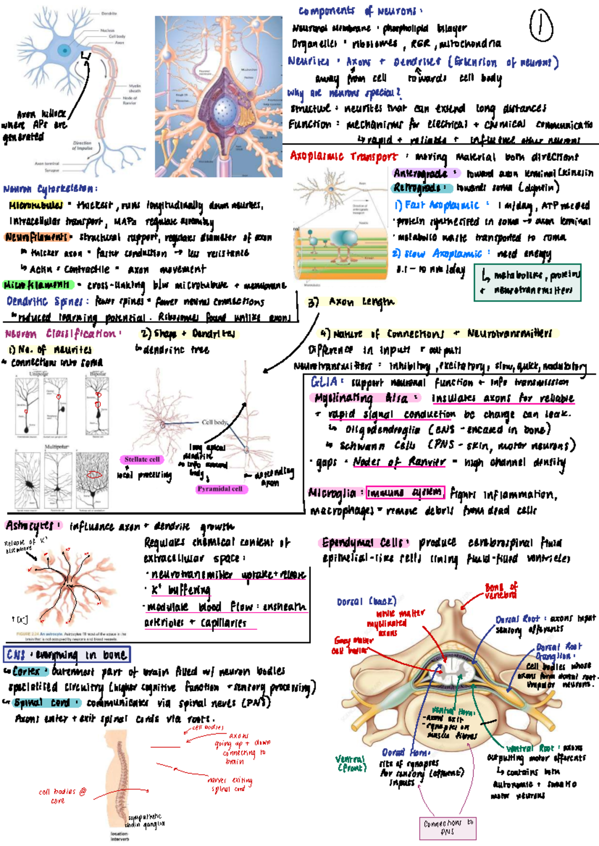 BMS1052 Test 1 Study Guide: Neuron Structure & Function - Studocu