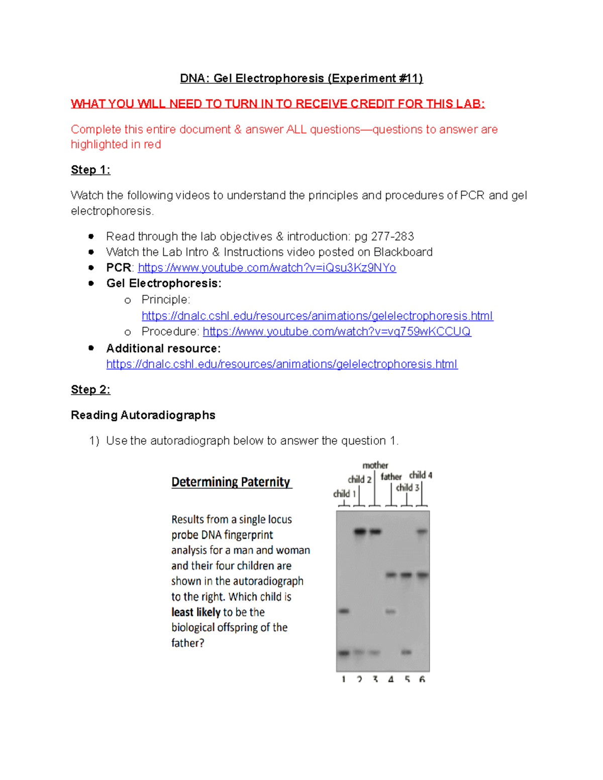 Lab 11 Gel Electrophoresis - DNA: Gel Electrophoresis (Experiment #11 ...