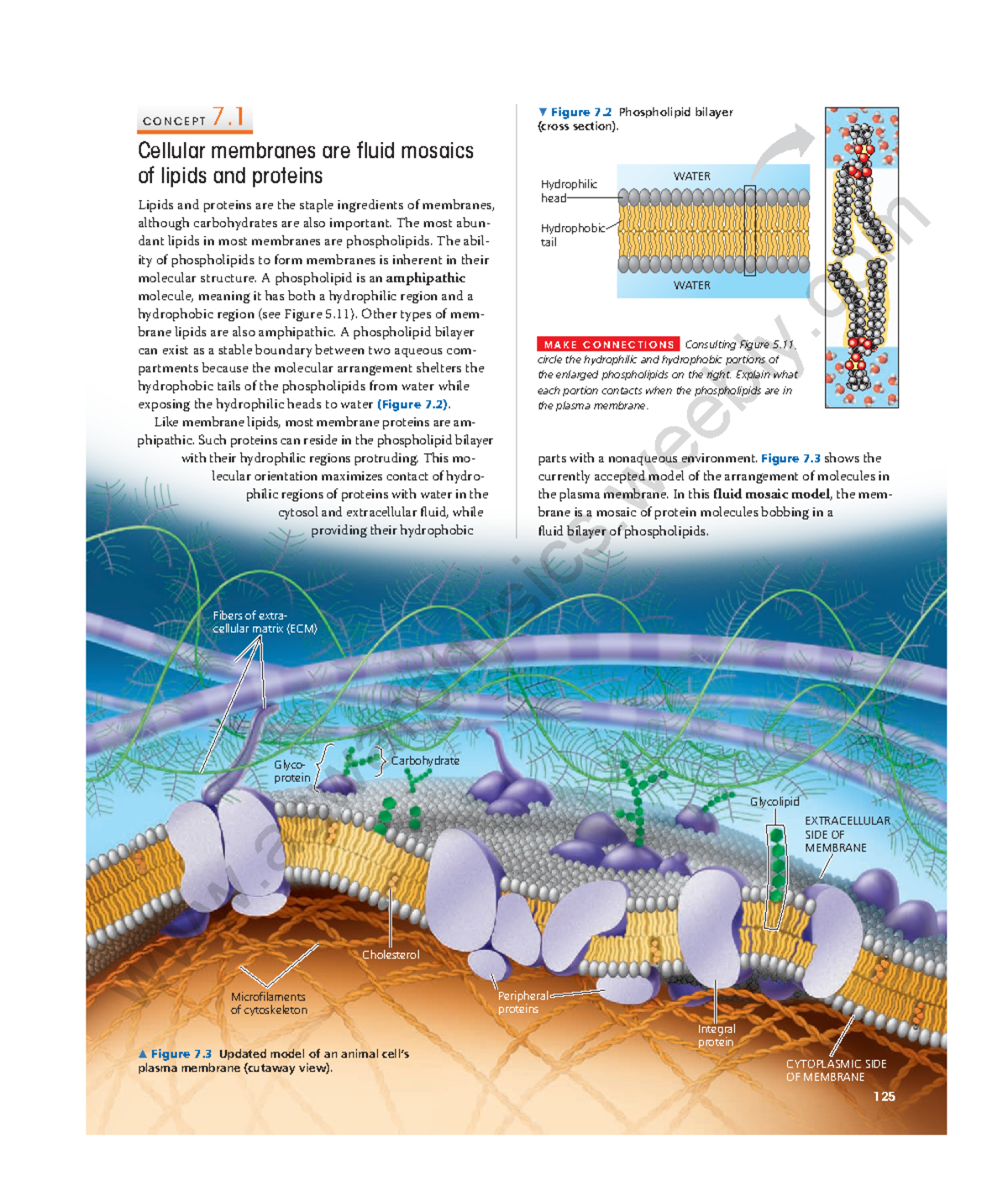 AP Biology CH 7-9: Membrane Structure and Function Insights - Studocu