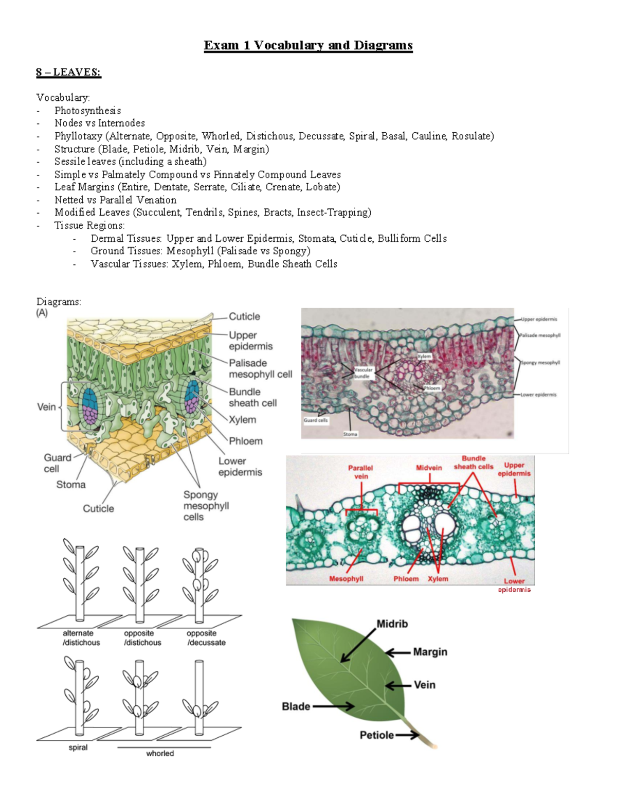 Plant Biology 8: Exam 1 Key Vocabulary & Diagrams Review - Studocu