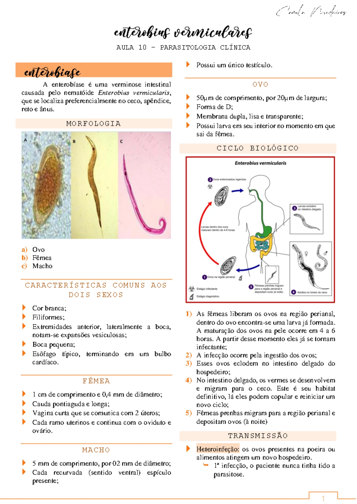 Enterobius vermiculares (enterobiase, morfologia, patogenia, ciclo ...
