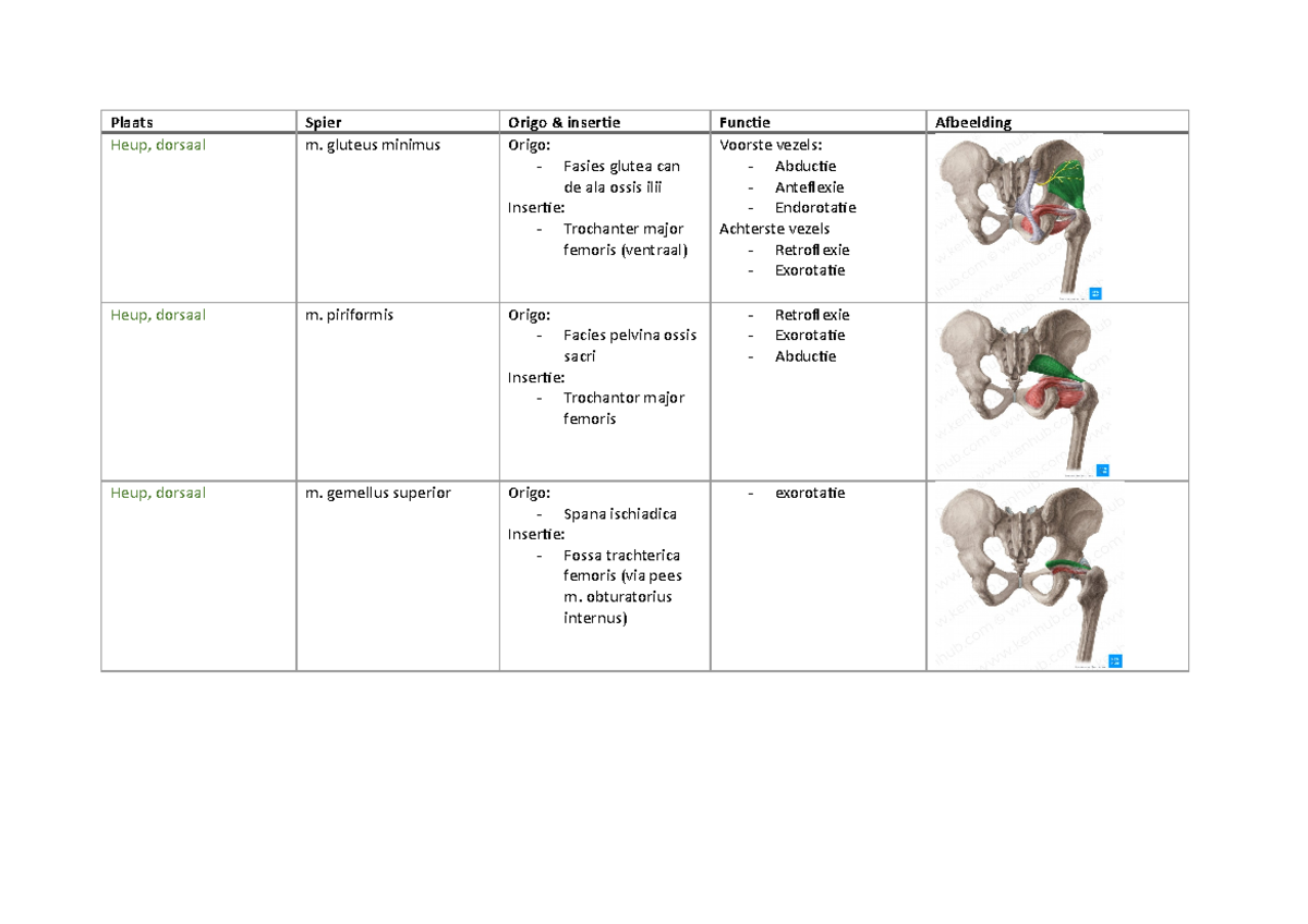 Anatomie van de Spieren van de Heup en Wervelkolom - Studeersnel
