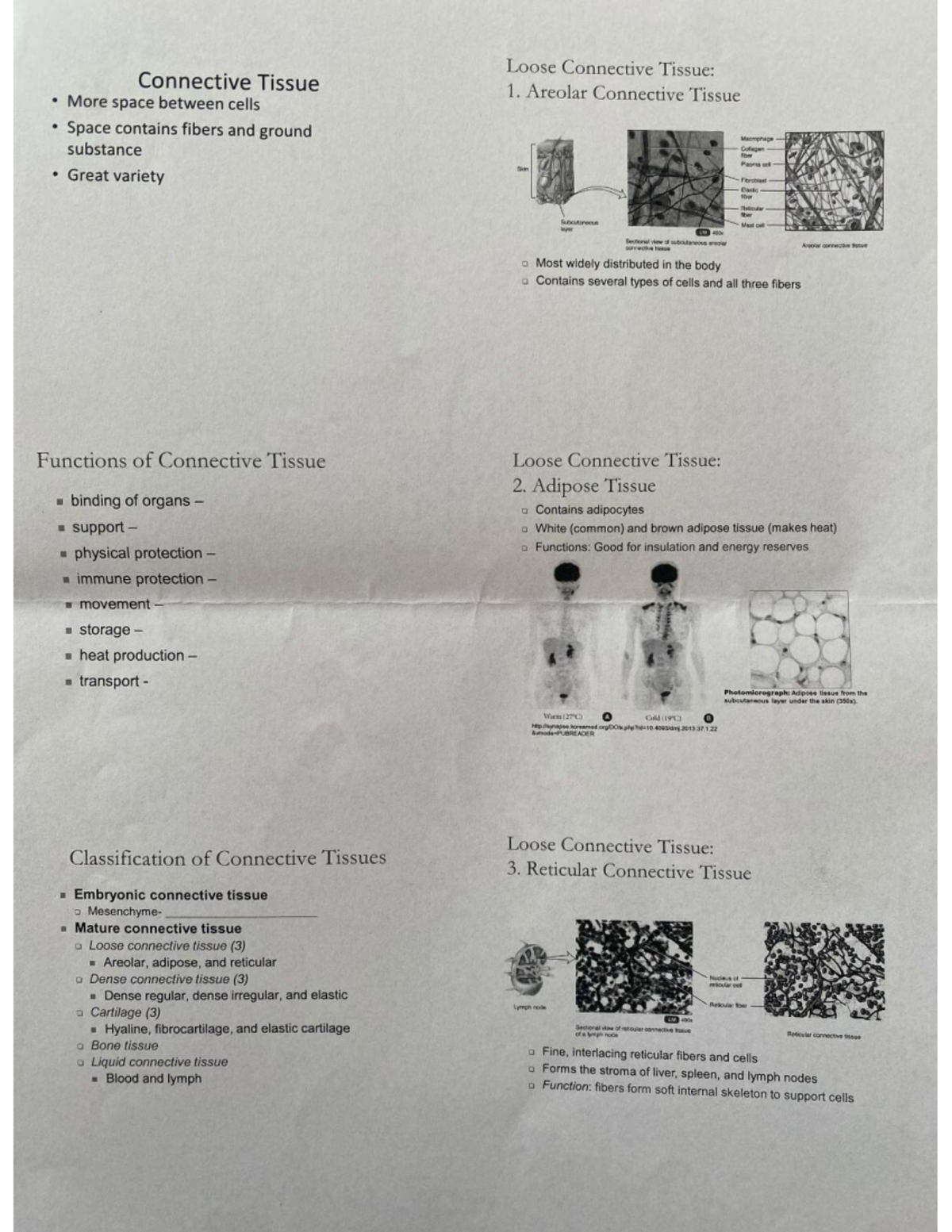 Loose Connective Tissue Overview: Areolar, Adipose, and Reticular - Studocu