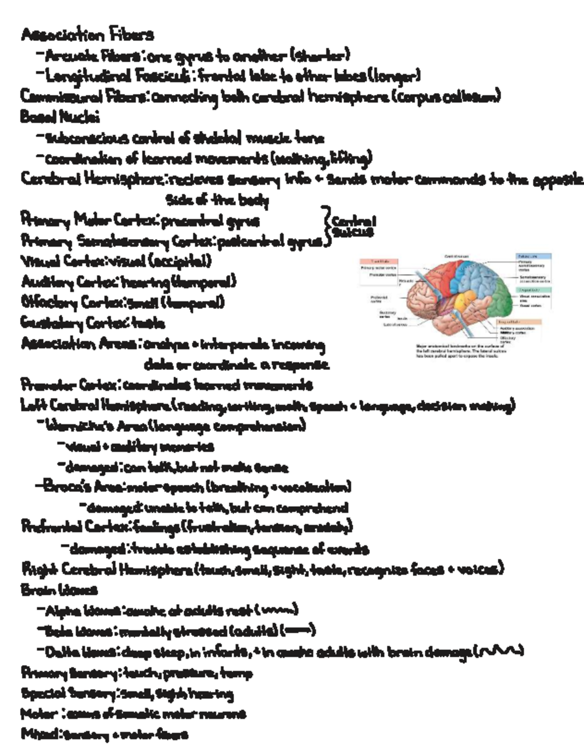 Cerebral Structures & Brain Function Overview: Neuroanatomy 101 Notes ...
