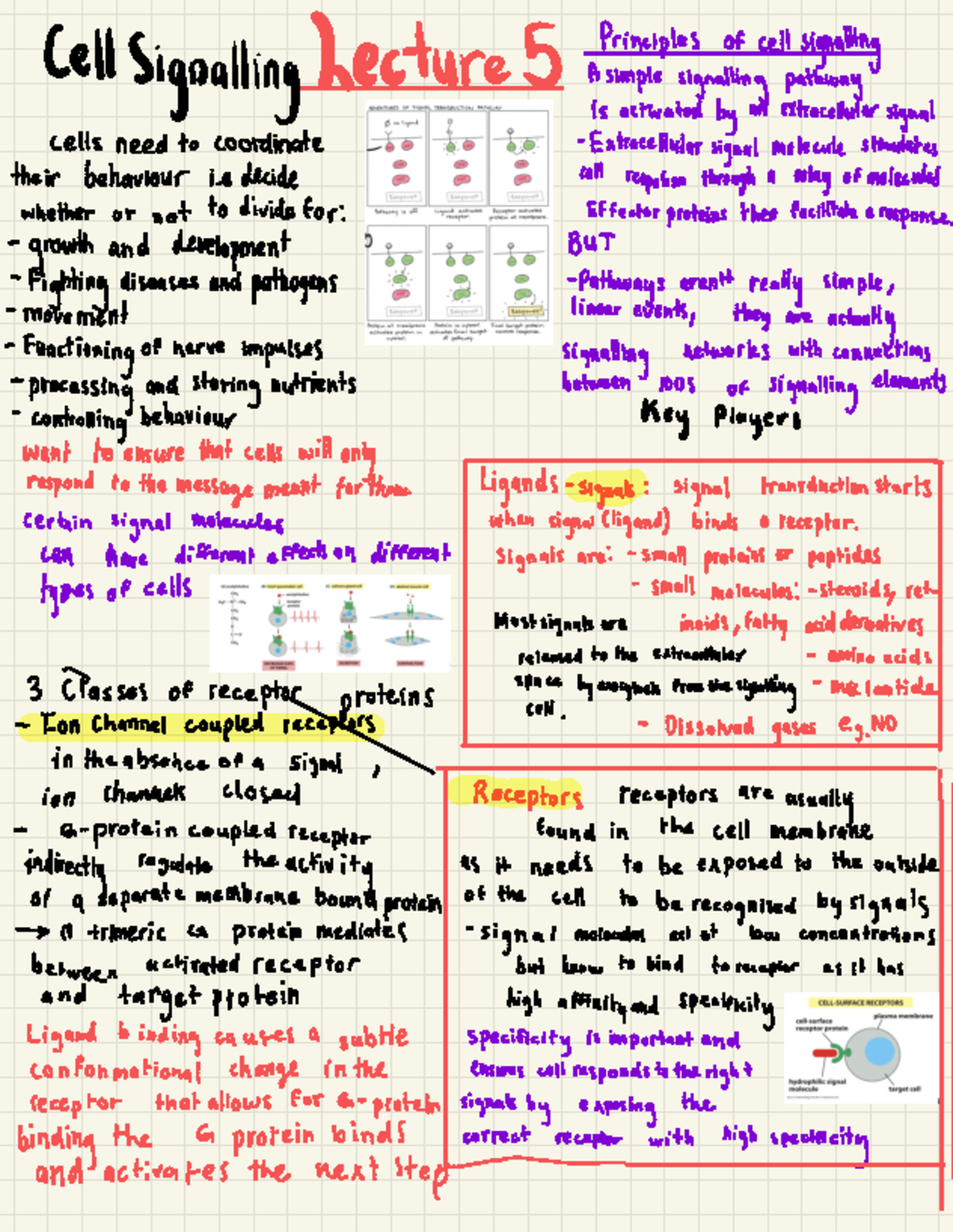 BIOL253-Condensed-Notes - Cell Signalling Lectures Principles a- cell ...