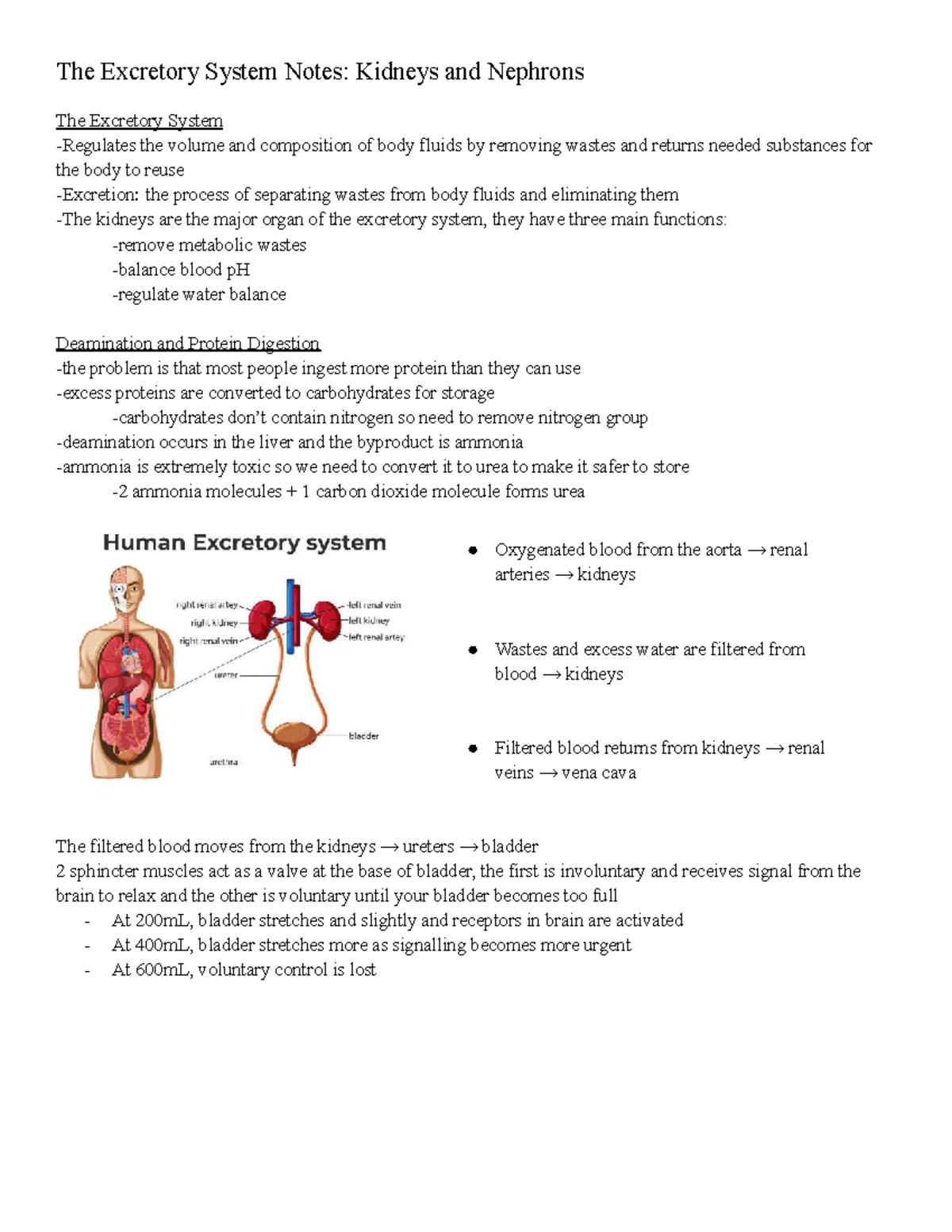 Kidneys and Nephron Student Notes - The Excretory System Notes: Kidneys ...